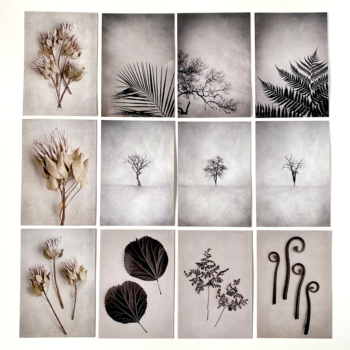 Postcard Collections - Mono Nature – Natascha van Niekerk Fine Art ...