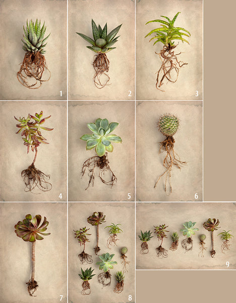 Succulent Study - 3x A2 Art prints – Natascha van Niekerk Fine Art ...